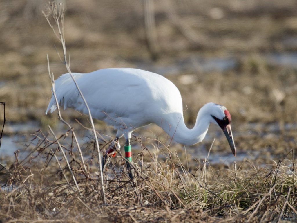 20 White Birds In Florida (ID, Photo, Call Guide)