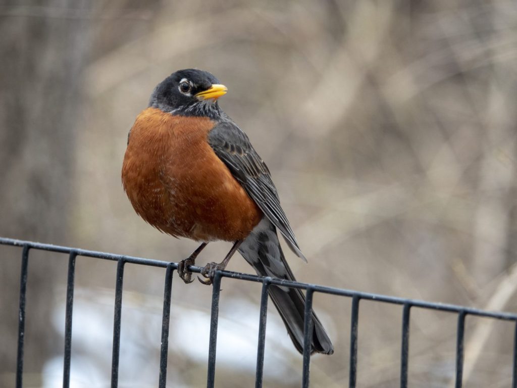 Do Robins Migrate?