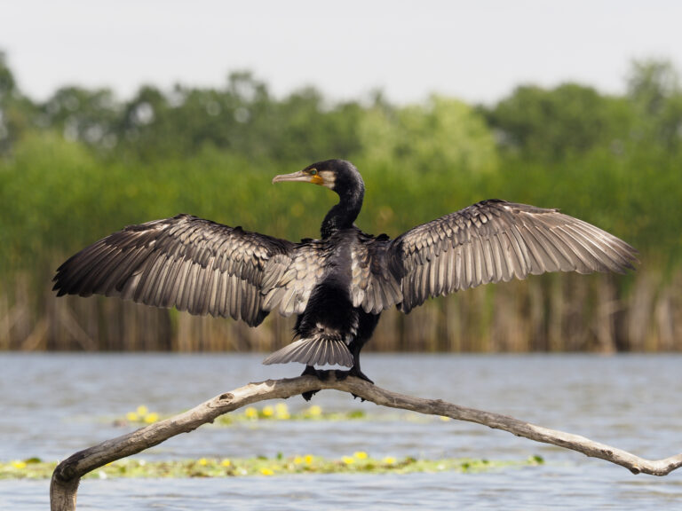 23 Largest Birds In Florida (By Weight, Length, Wingspan)
