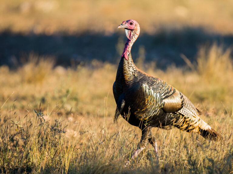 26 Largest Birds In Texas (By Weight, Length, Wingspan)
