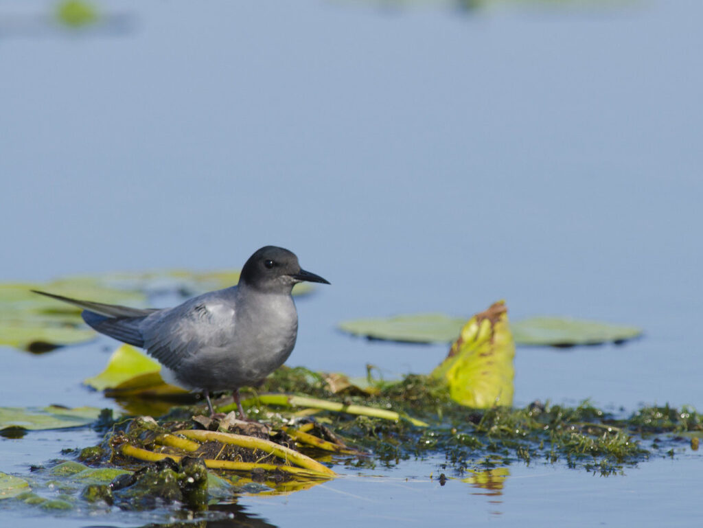 Black Tern
