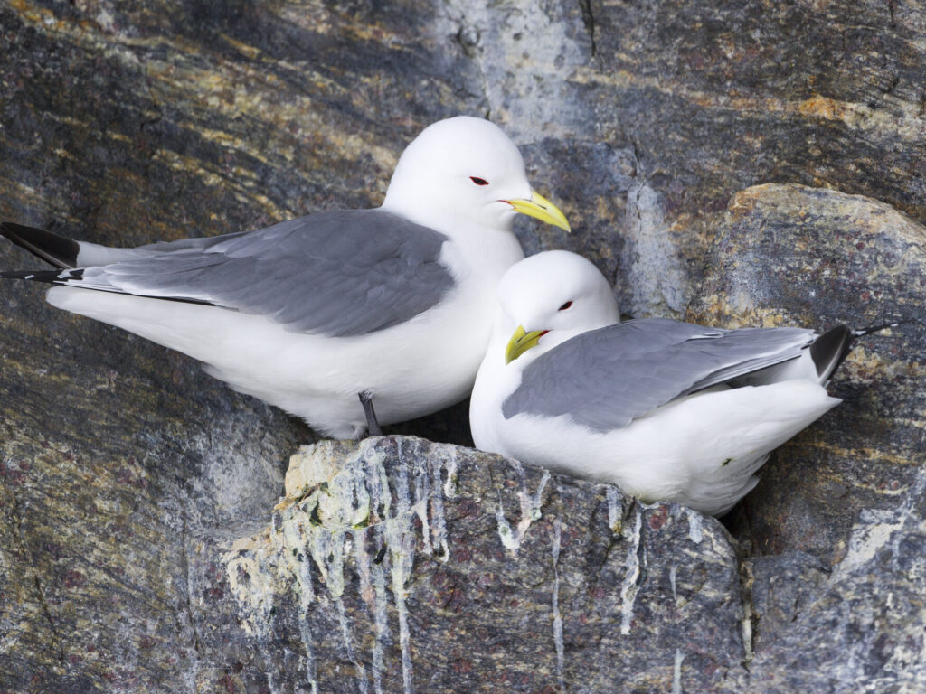 Black-legged Kittiwake