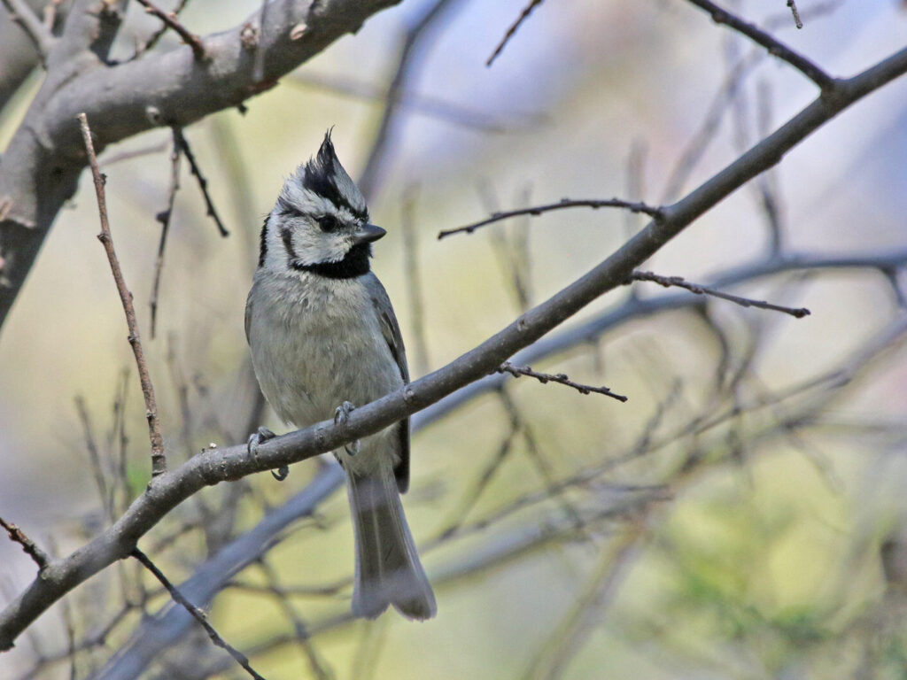 Bridled Titmouse