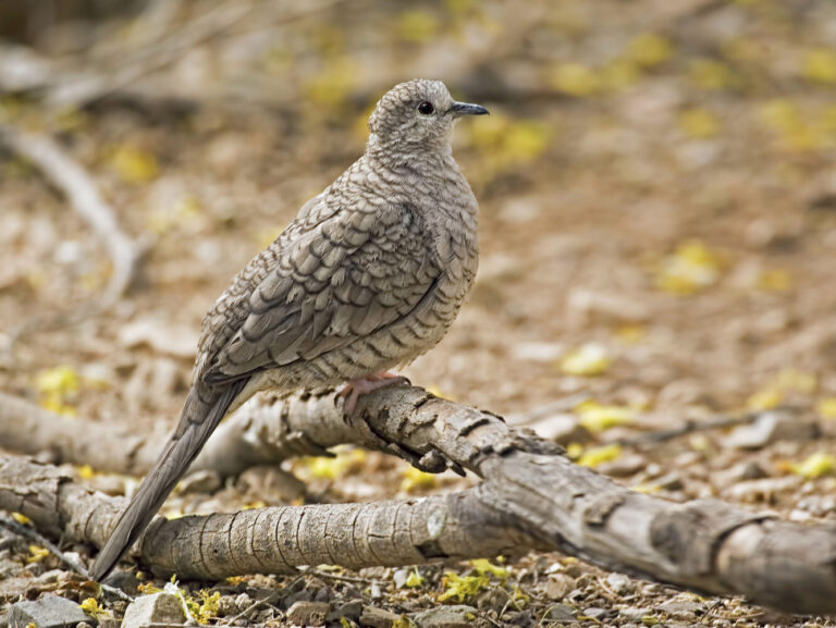 9 Types Of Doves And Pigeons In Arizona (Photo, ID, Calls)