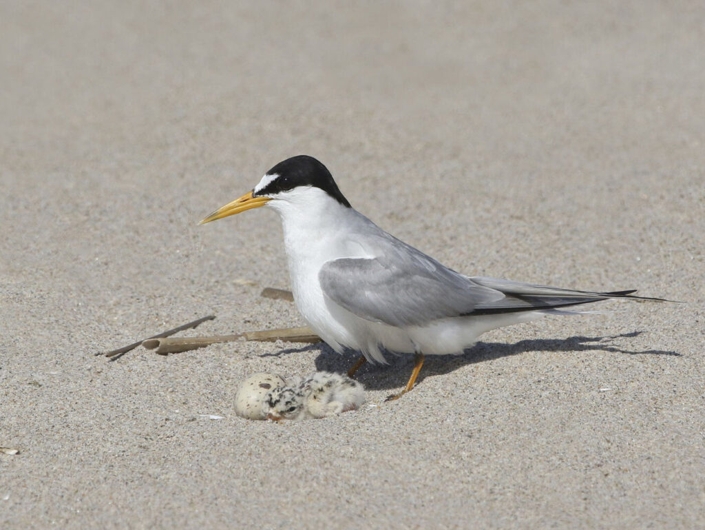 Least Tern