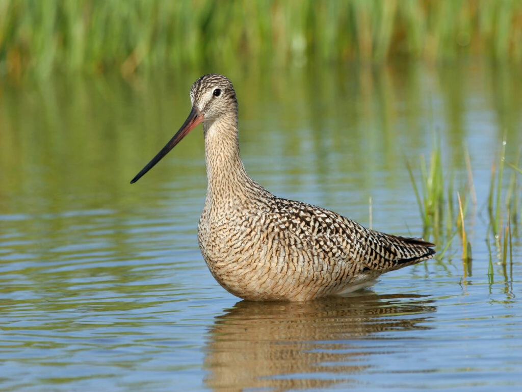 33 Shorebirds In California (And Their Calls)