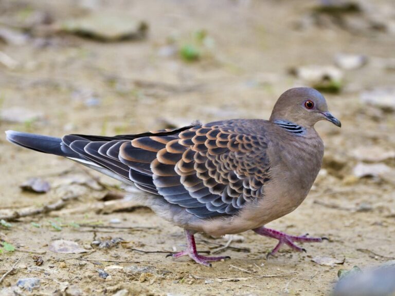 11 Types Of Doves And Pigeons In California (Photo, ID, Calls)