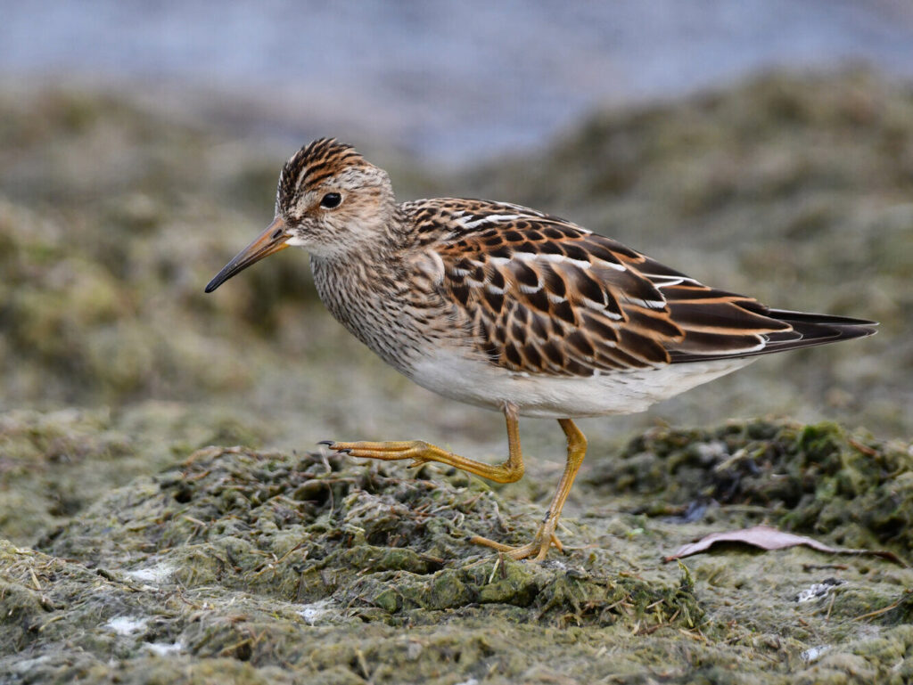 33 Shorebirds In Alabama (And Their Calls)