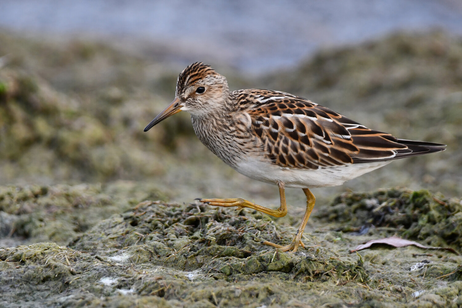 Sandpipers And Allies