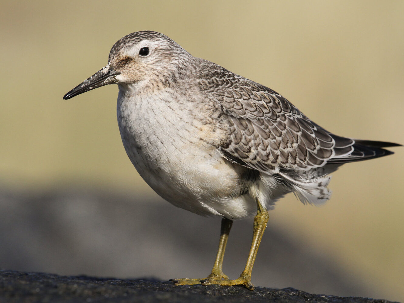 Red Knot Red Knot