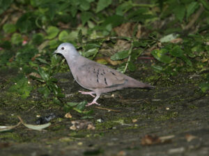 9 Types Of Doves And Pigeons In Arizona (Photo, ID, Calls)
