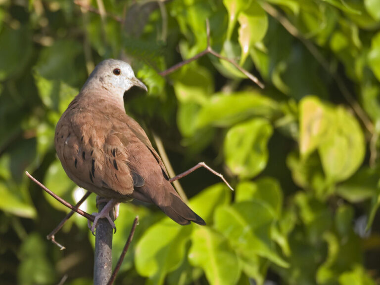 9 Types Of Doves And Pigeons In Arizona (Photo, ID, Calls)