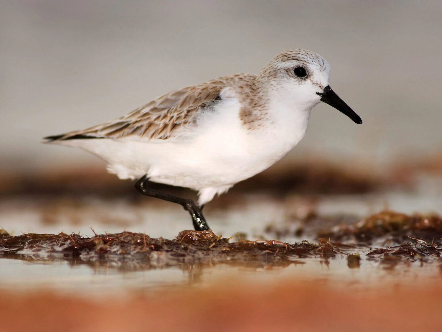 33 Shorebirds In Florida And Their Calls