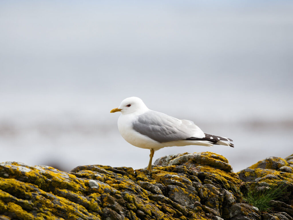 Short-billed Gull