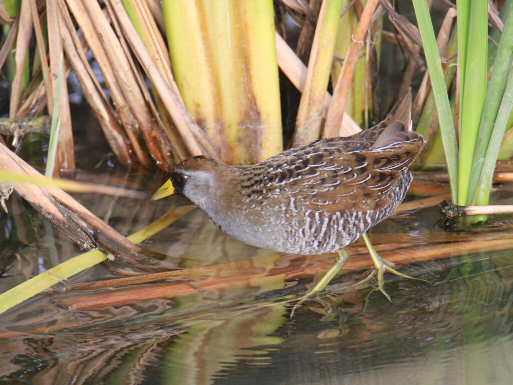 33 Shorebirds In California (And Their Calls)