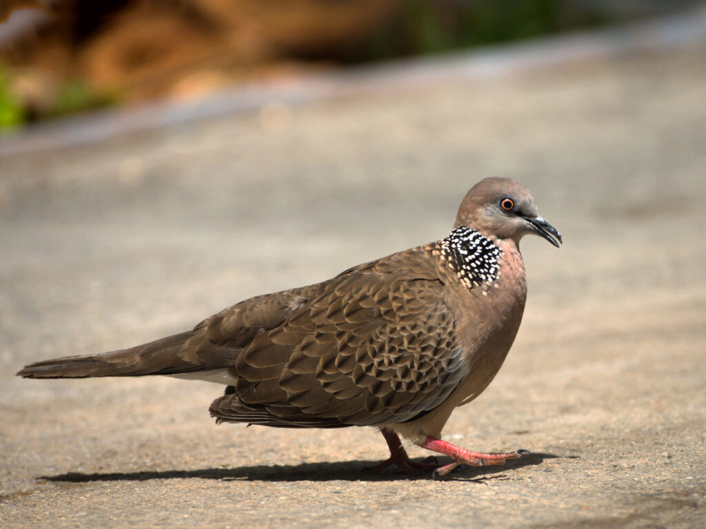 9 Types Of Doves And Pigeons In Canada (Photo, ID, Calls)