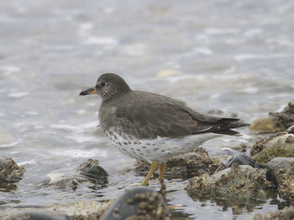 33 Shorebirds In California (And Their Calls)