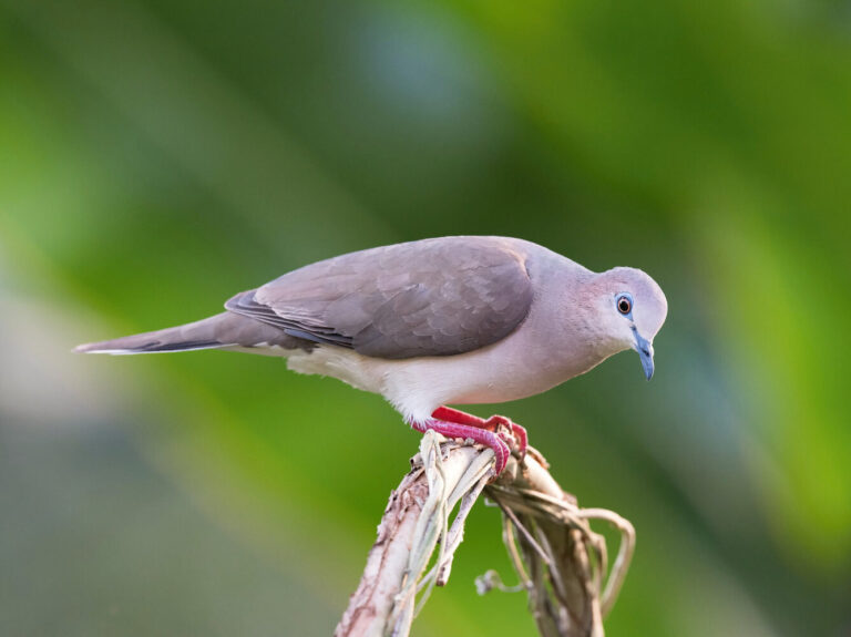 9 Types Of Doves And Pigeons In Arizona (Photo, ID, Calls)
