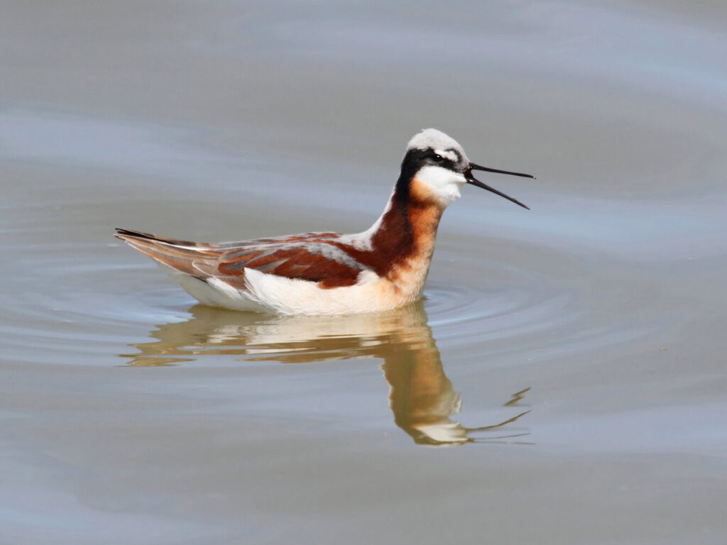Wilson’s Phalarope