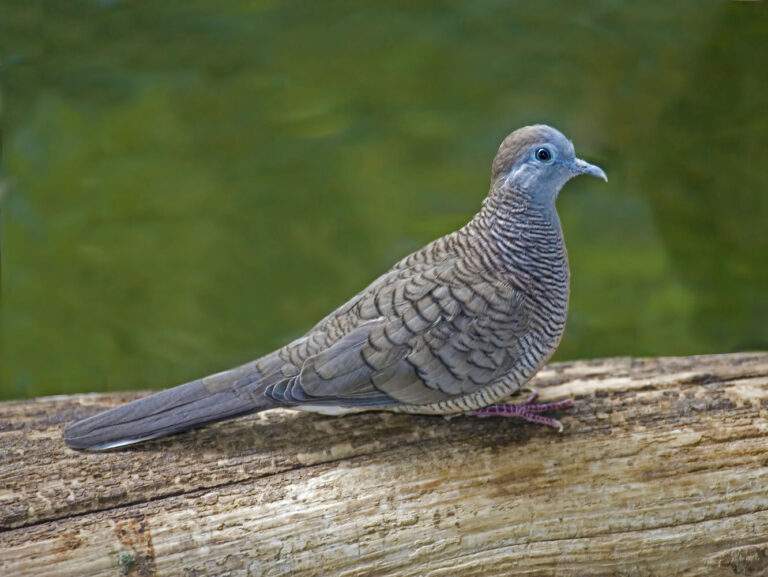 11 Types Of Doves And Pigeons In California (Photo, ID, Calls)