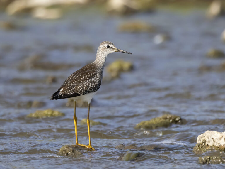 33 Shorebirds In California (And Their Calls)