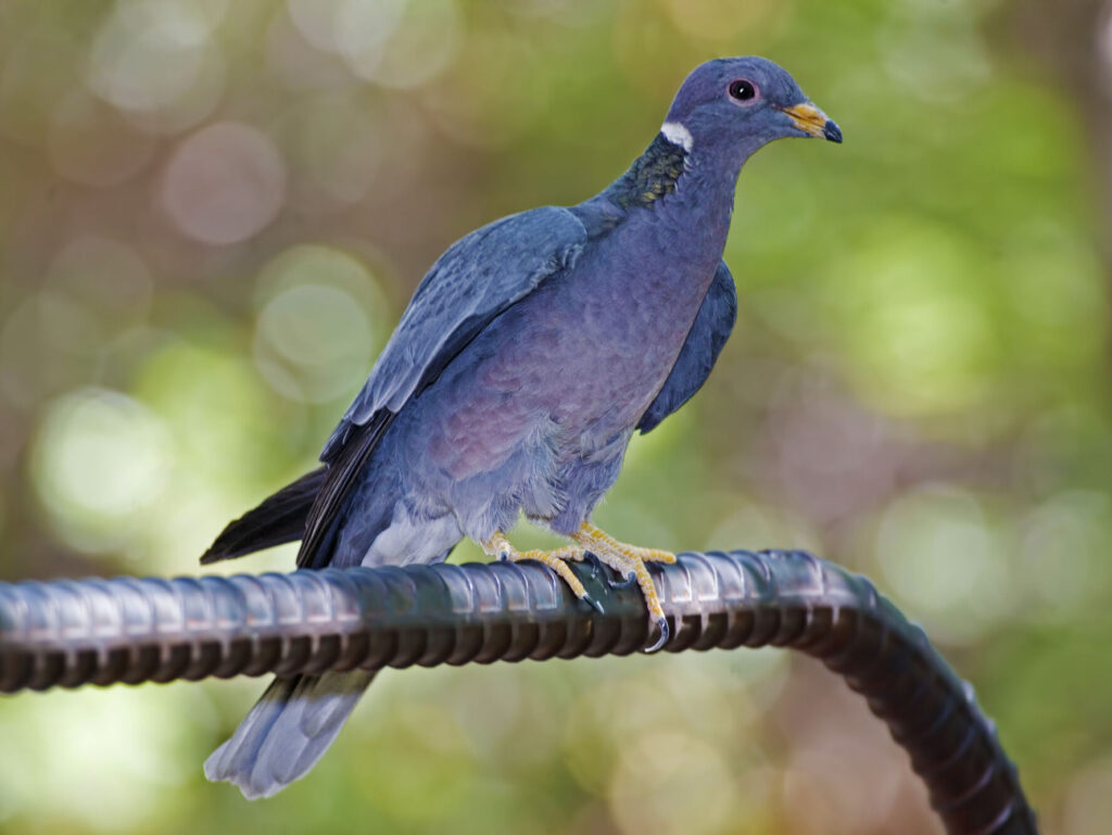 11 Types Of Doves And Pigeons In Florida (Photo, ID, Calls)