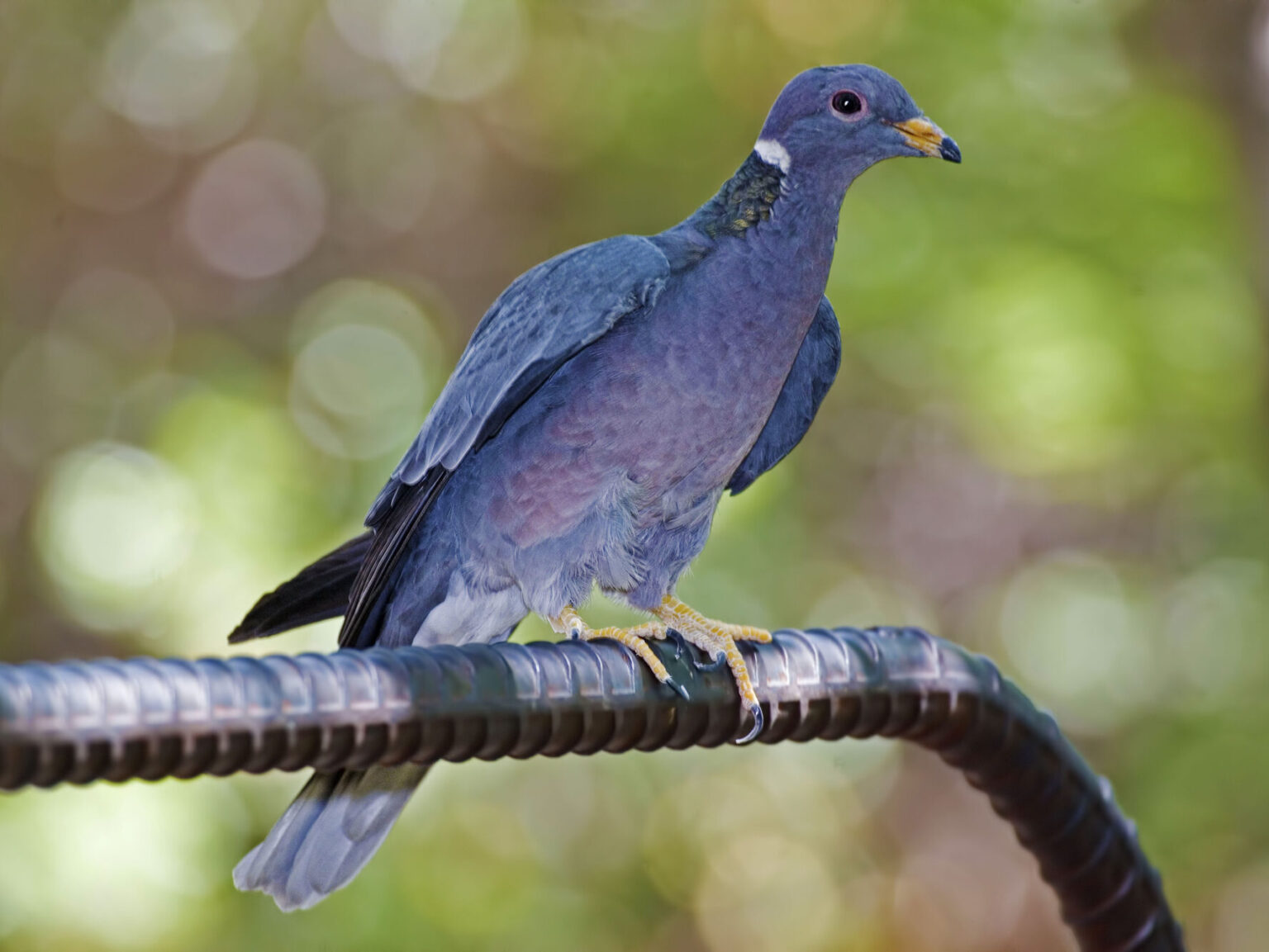 9 Types Of Doves And Pigeons In Canada (Photo, ID, Calls)