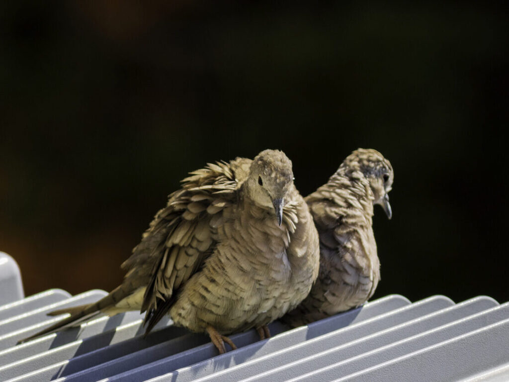 8 Types Of Doves And Pigeons In Colorado (Photo, ID, Calls)