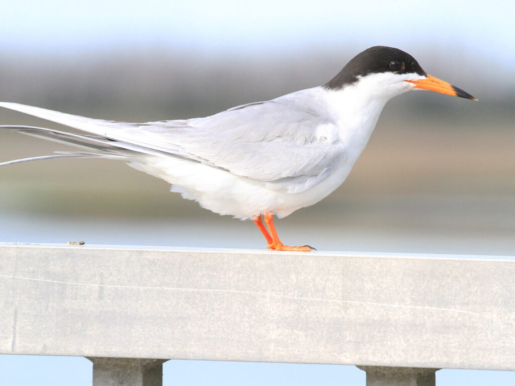 Forster’s Tern