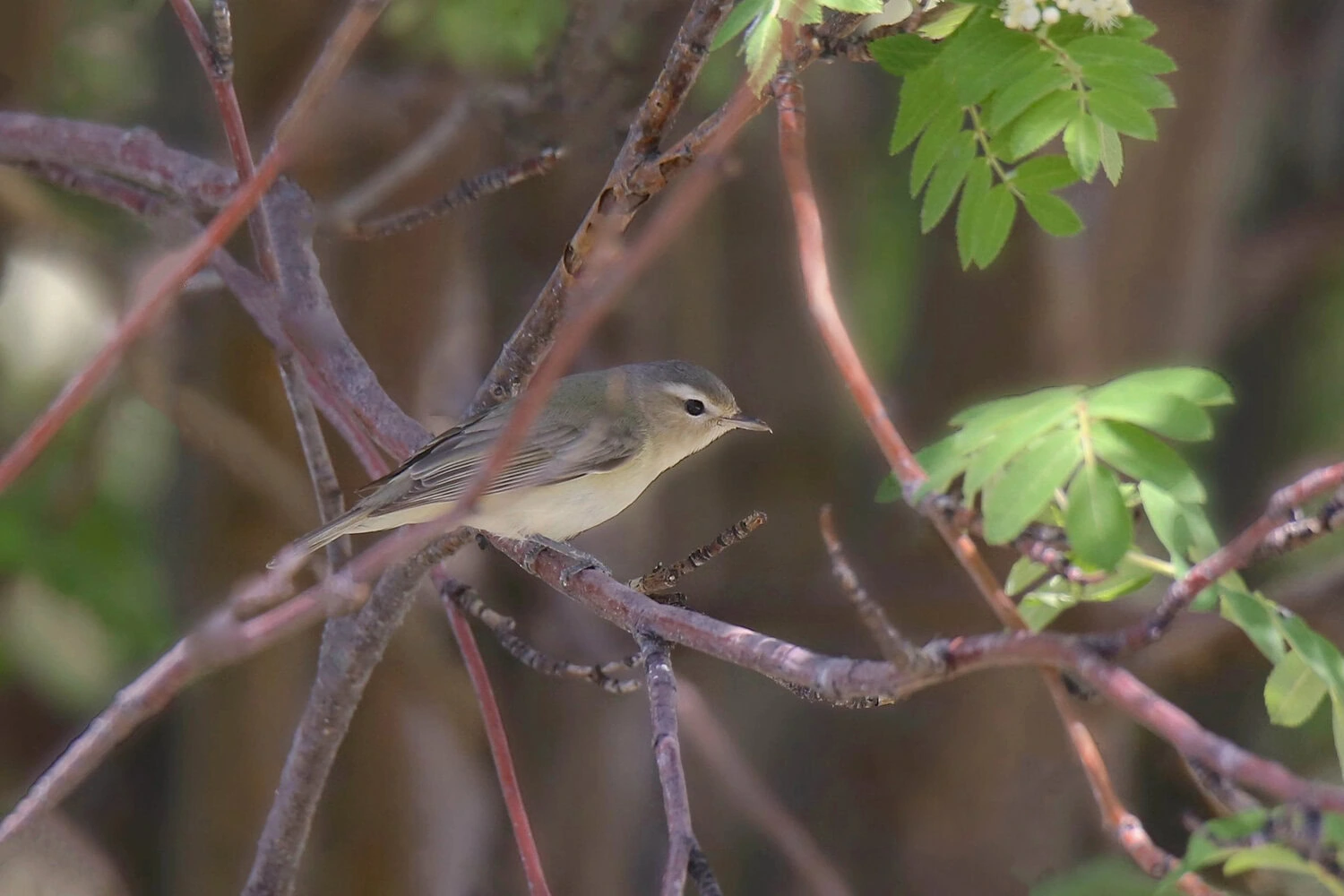 16 Gray Birds In Florida (ID, Photos)