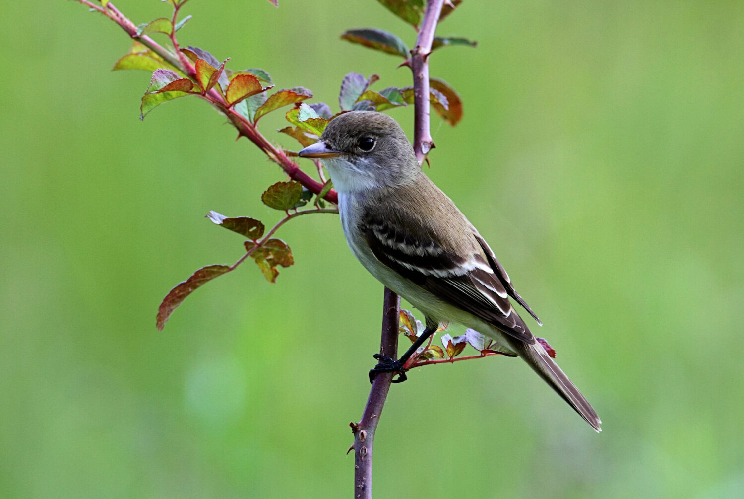 16 Gray Birds In Ohio (ID, Photos)